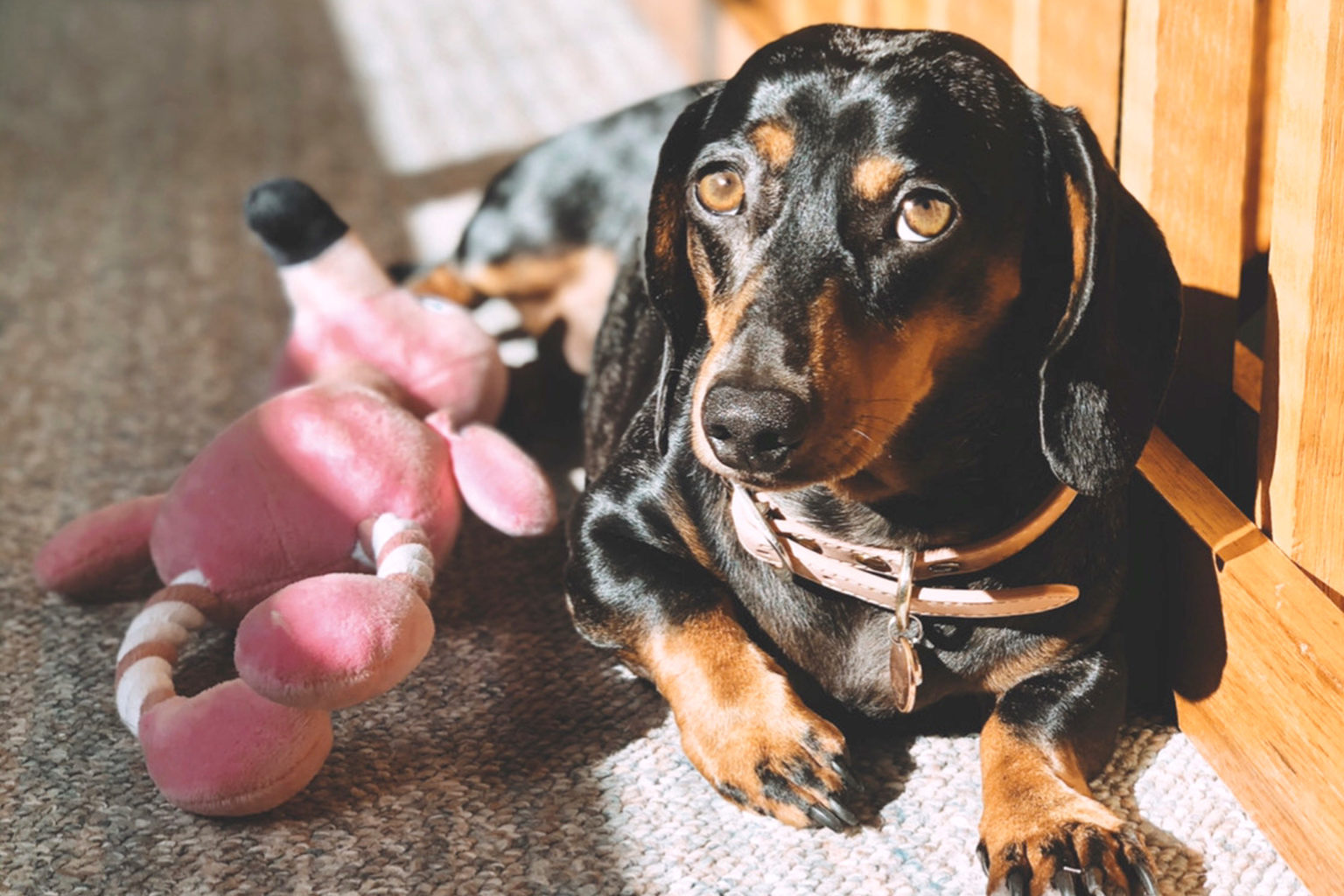 Miniature Dachshund | breed profile | PetSure