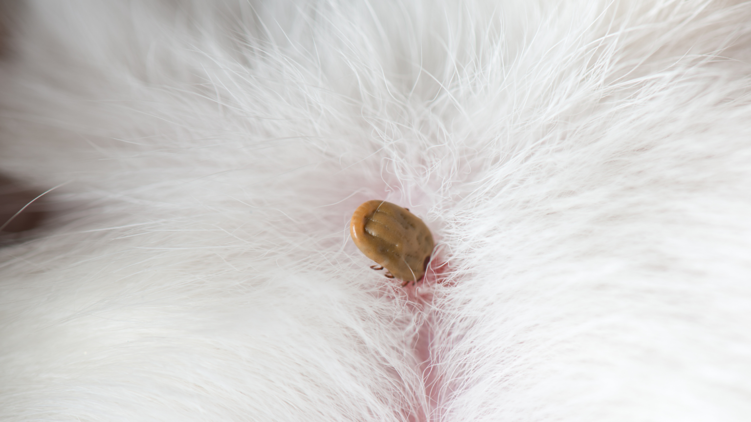 Tick Paralysis | PetSure