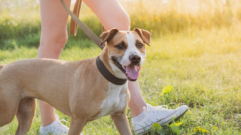 Knowledge Hub – PetSure