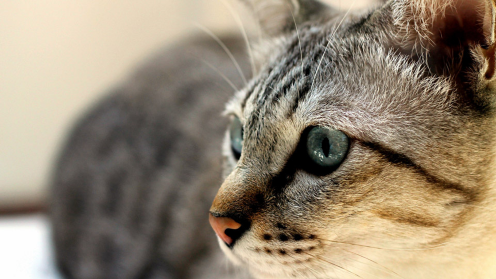 Australian Mist | breed profile | PetSure