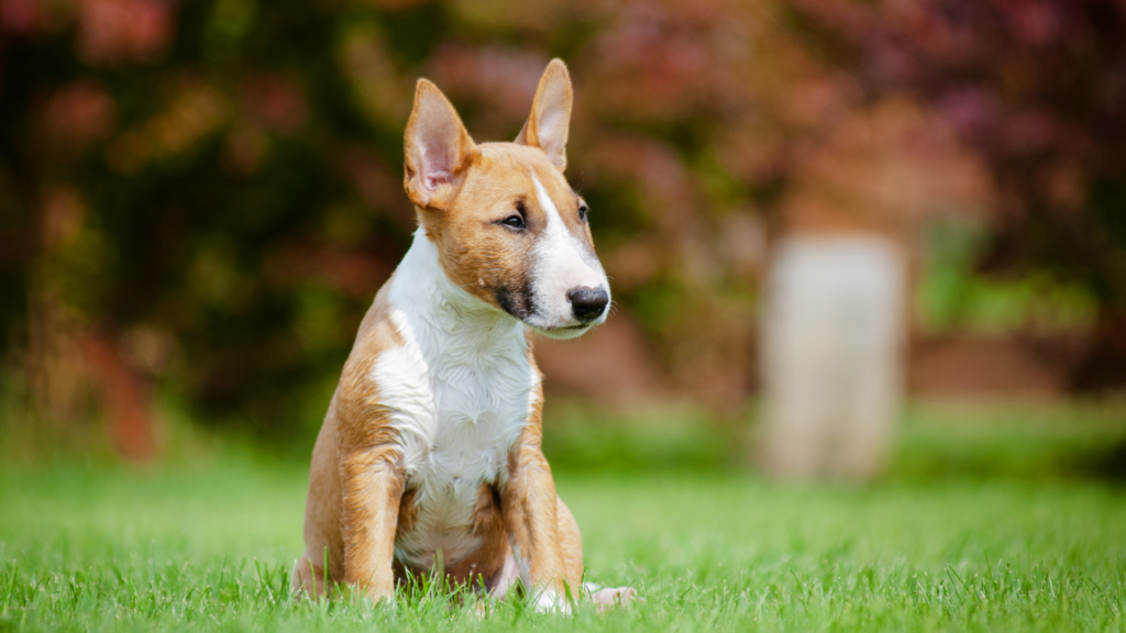 Bull Terriers | breed profile | PetSure
