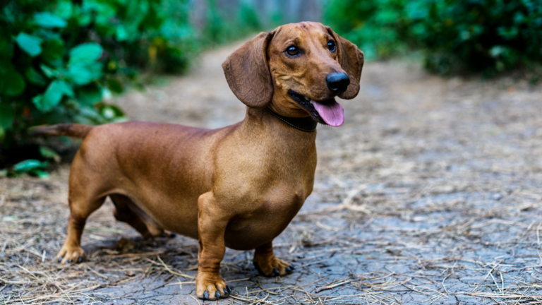 Dachshund | breed profile | PetSure