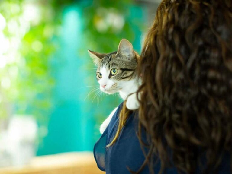 Feline Flu: Understanding Symptoms, Diagnosis, Treatment, and ...