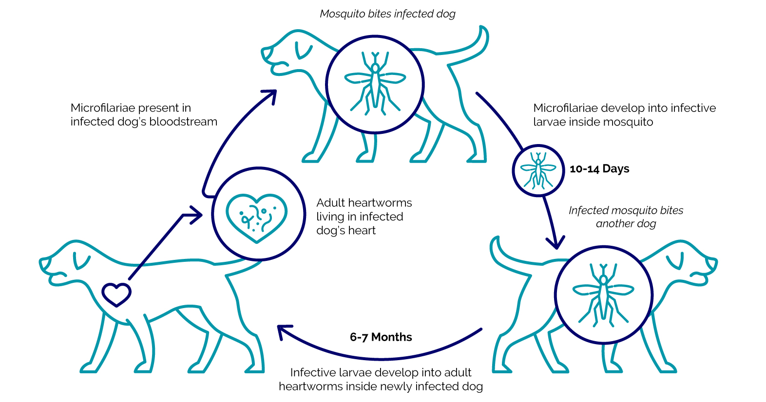 Heartworm in Dogs & Cats | PetSure