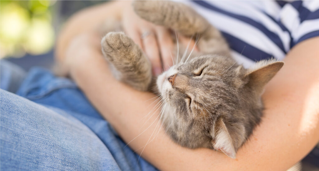 The Animal Human Bond | PetSure