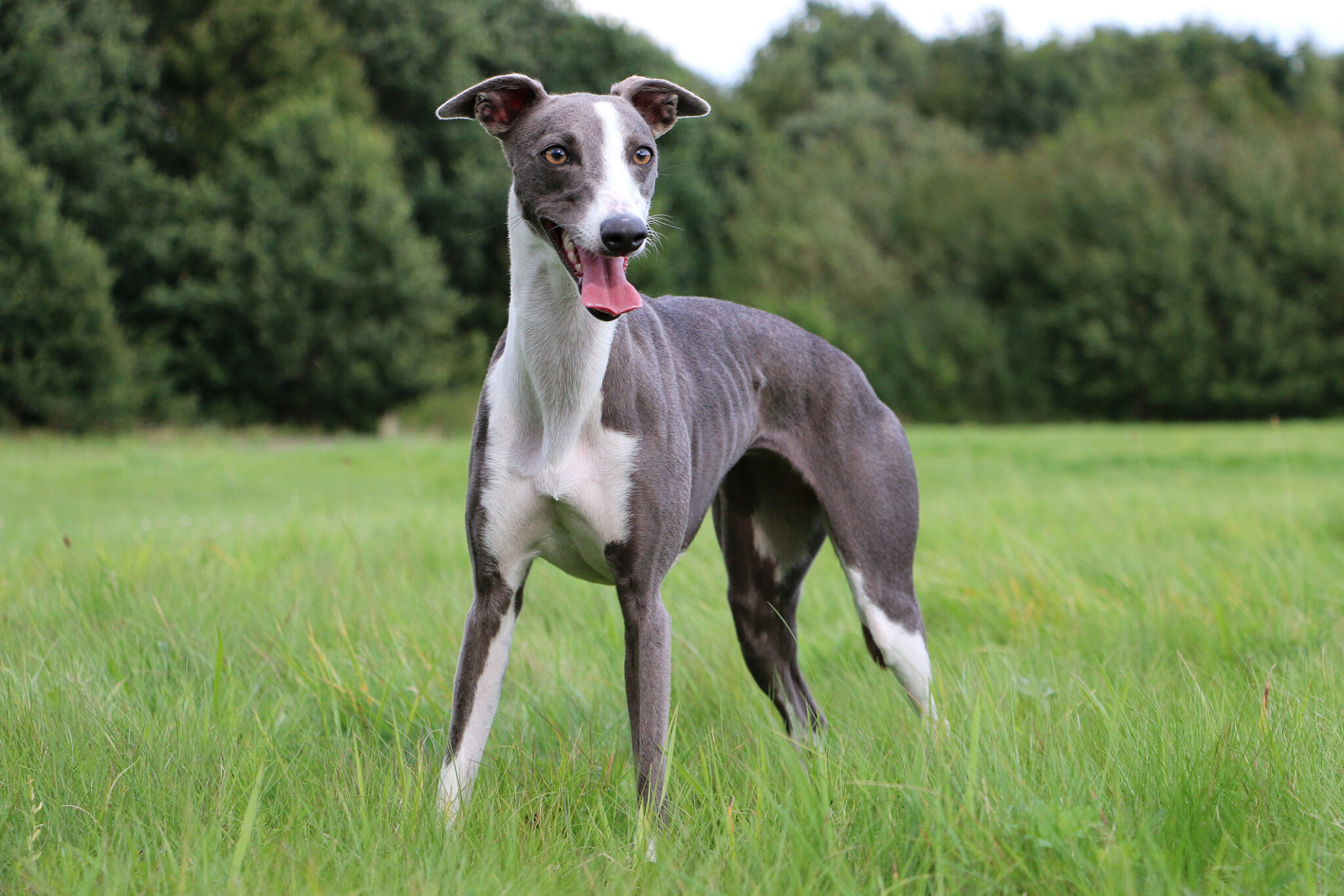 Whippet | breed profile | PetSure