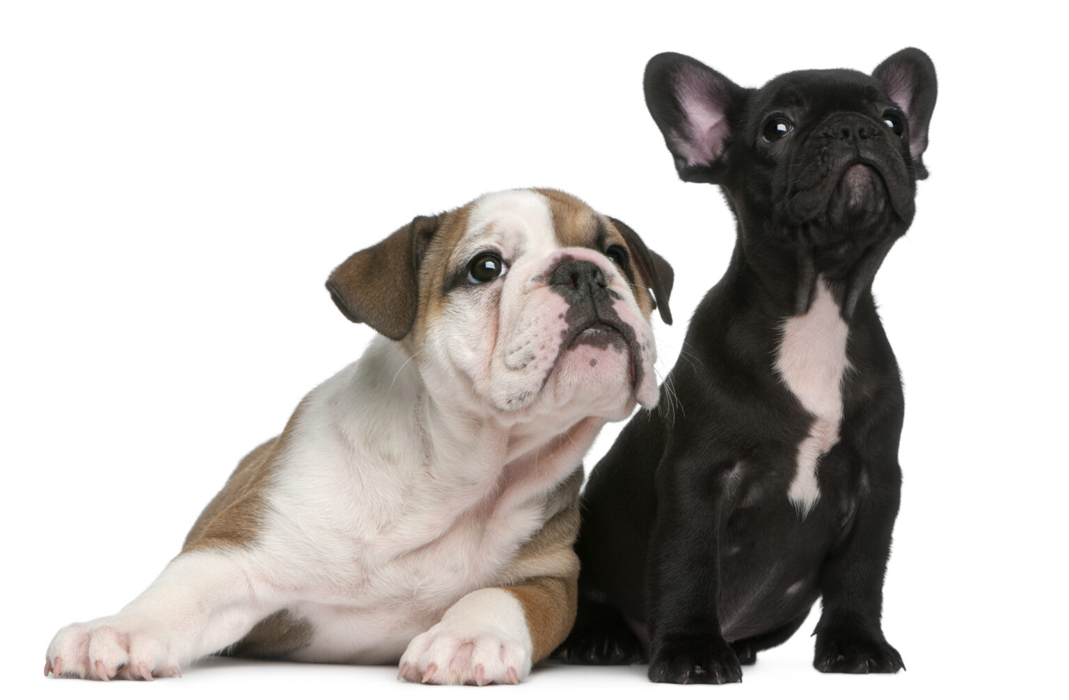 French Bulldog | breed profile | PetSure
