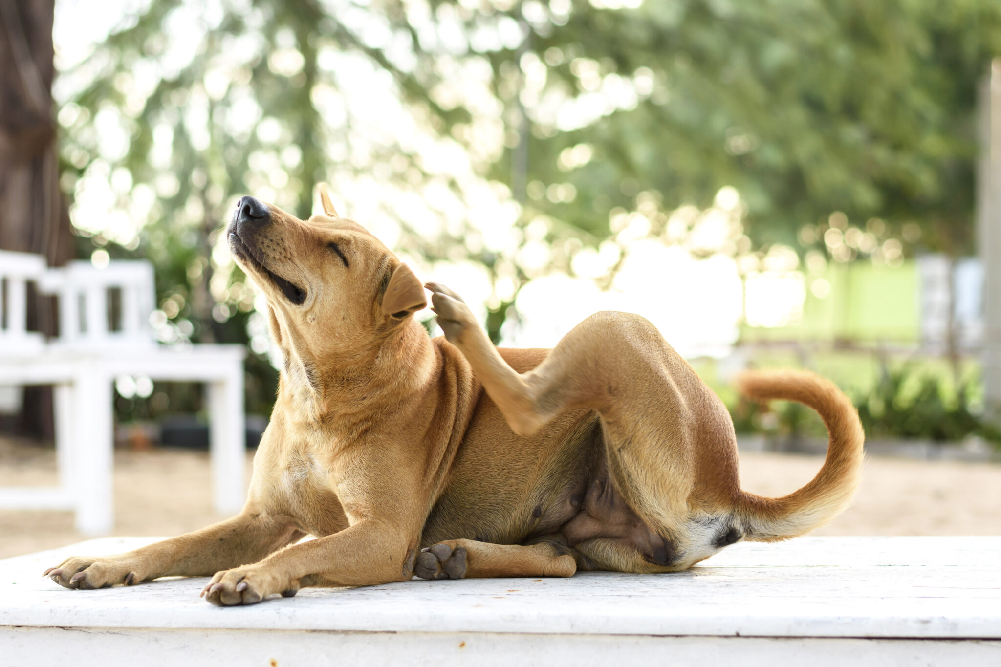 Flaky Skin in Dogs: Causes, Remedies, and Care | PetSure
