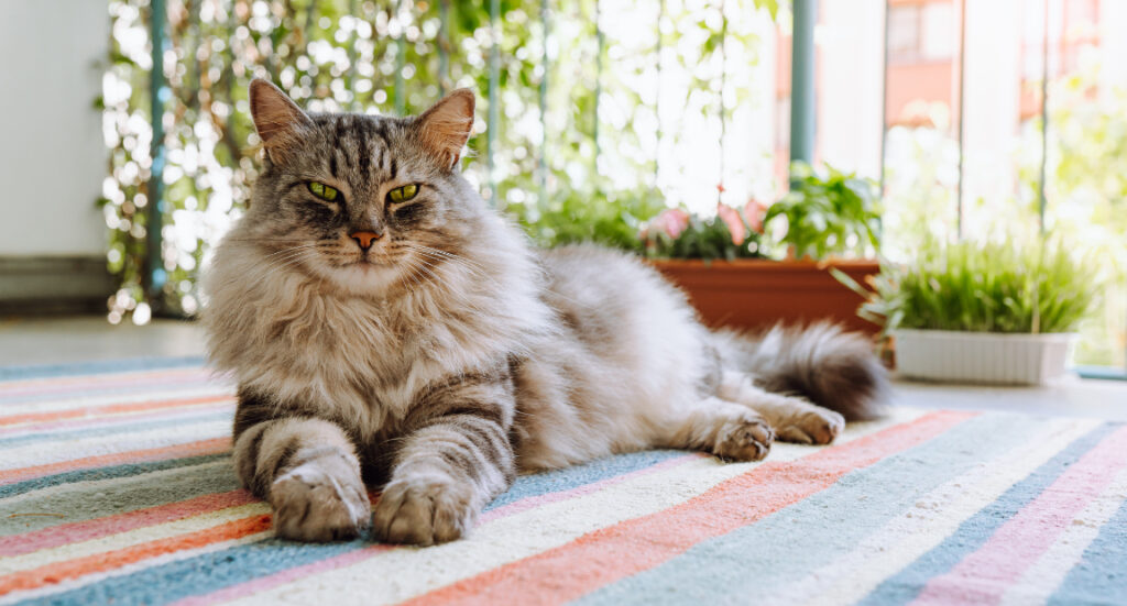 Maine Coon cat | breed profile | PetSure