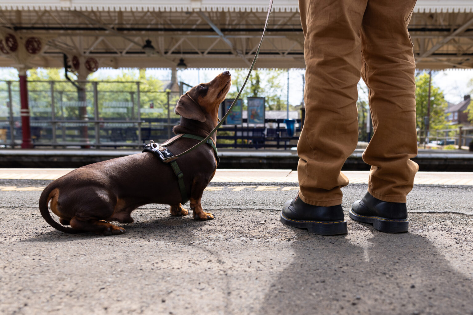 Knowledge Hub | PetSure