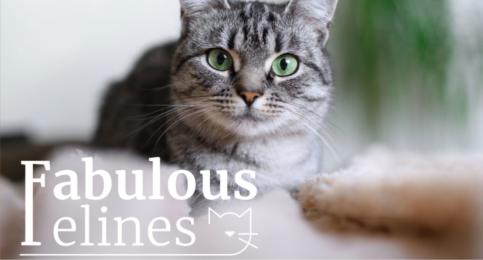 PetSure. For a life with pets