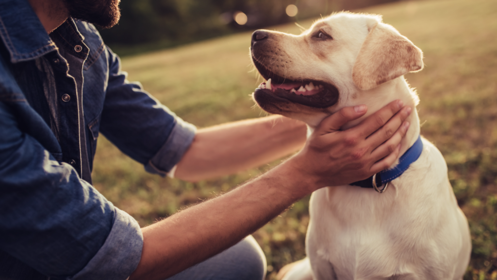Is pet insurance worth the cost? | PetSure