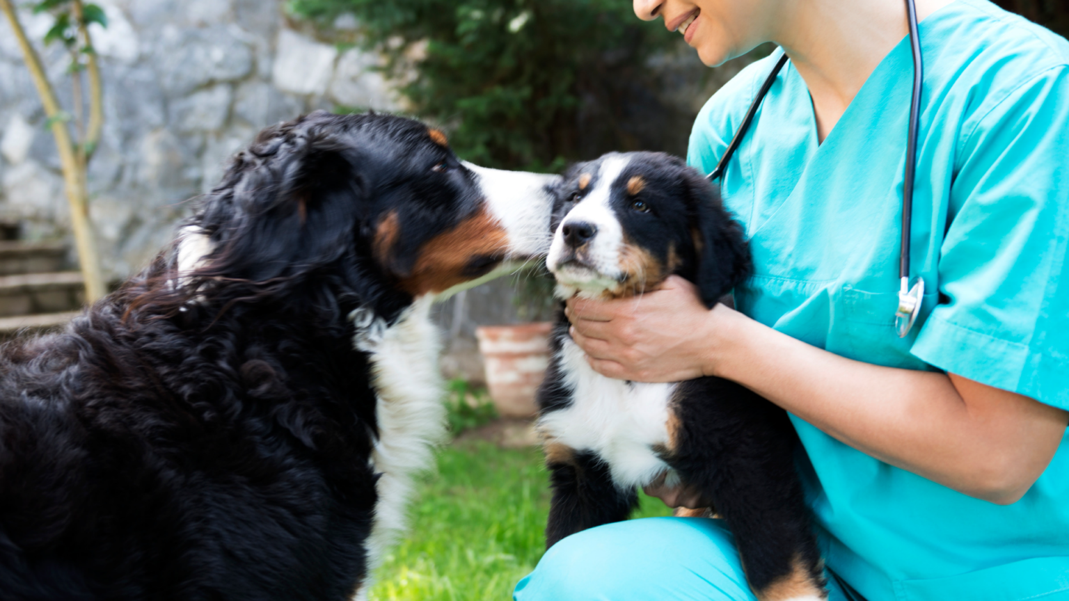 PetSure Responds to NSW Government’s Commitment on Veterinary Shortage ...