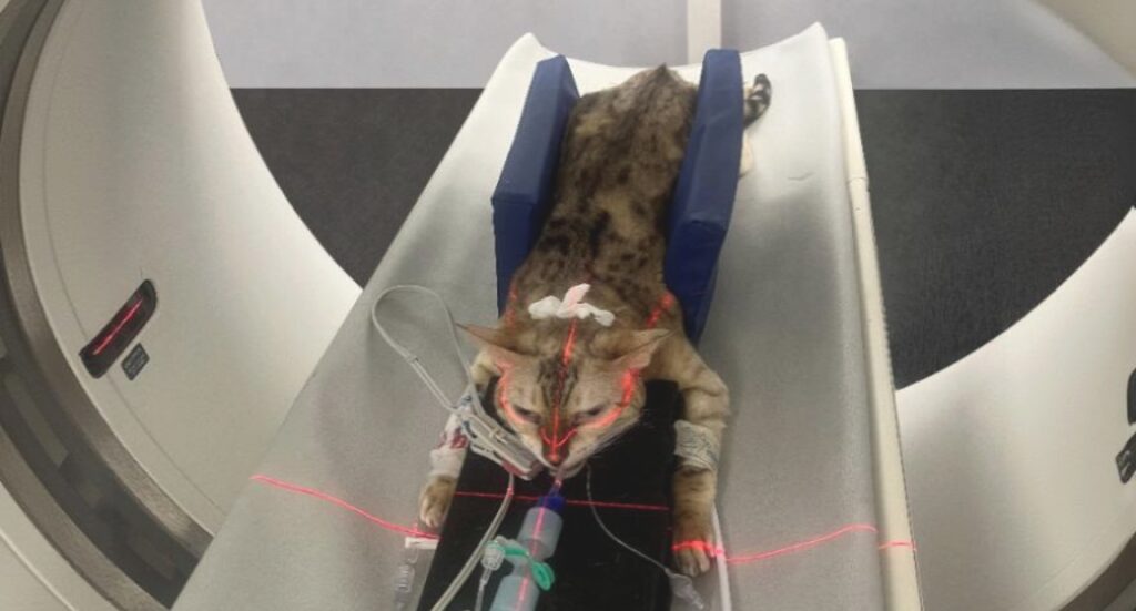 Knowledge Hub | Page 2 of 30 | PetSure