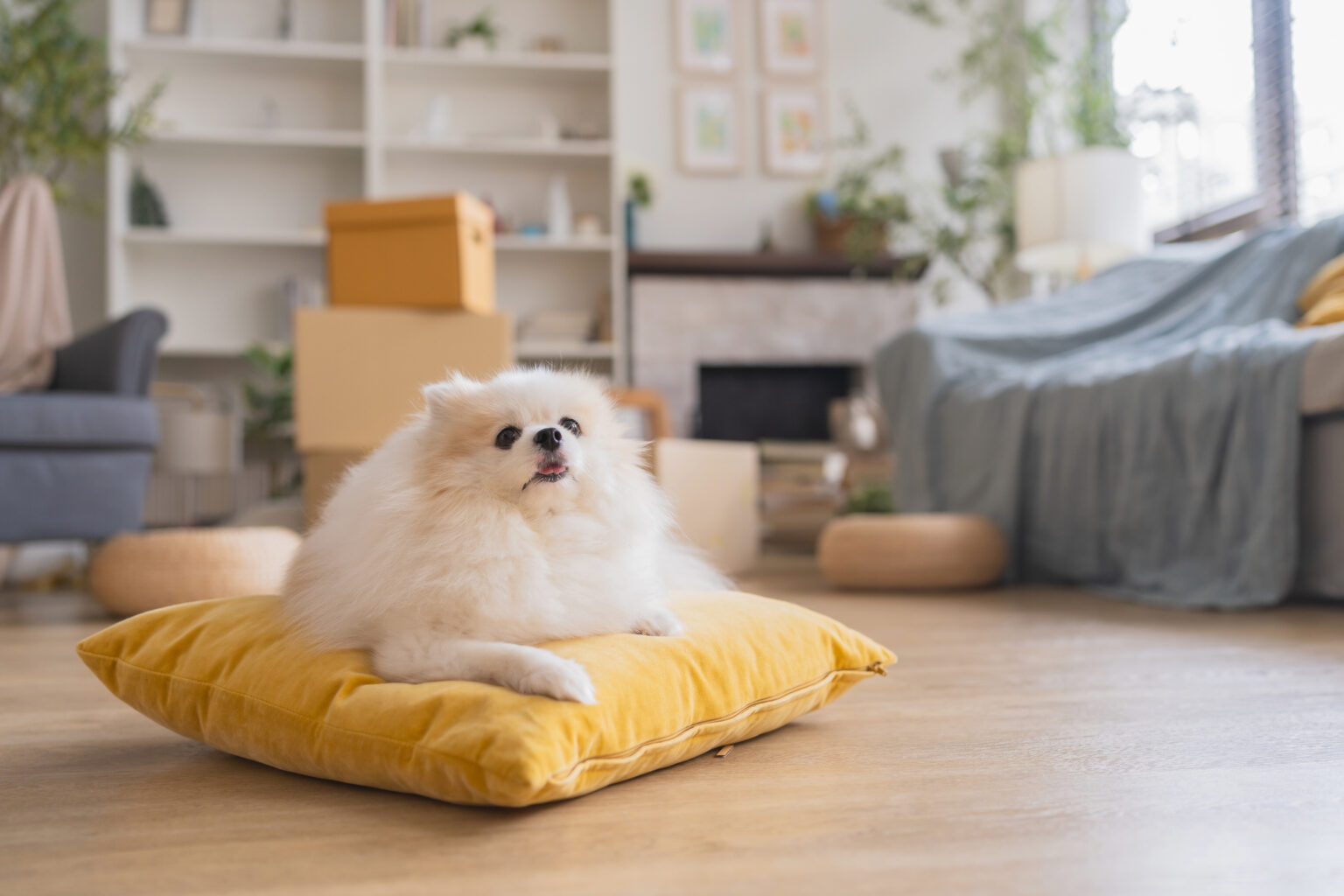 Knowledge Hub | PetSure